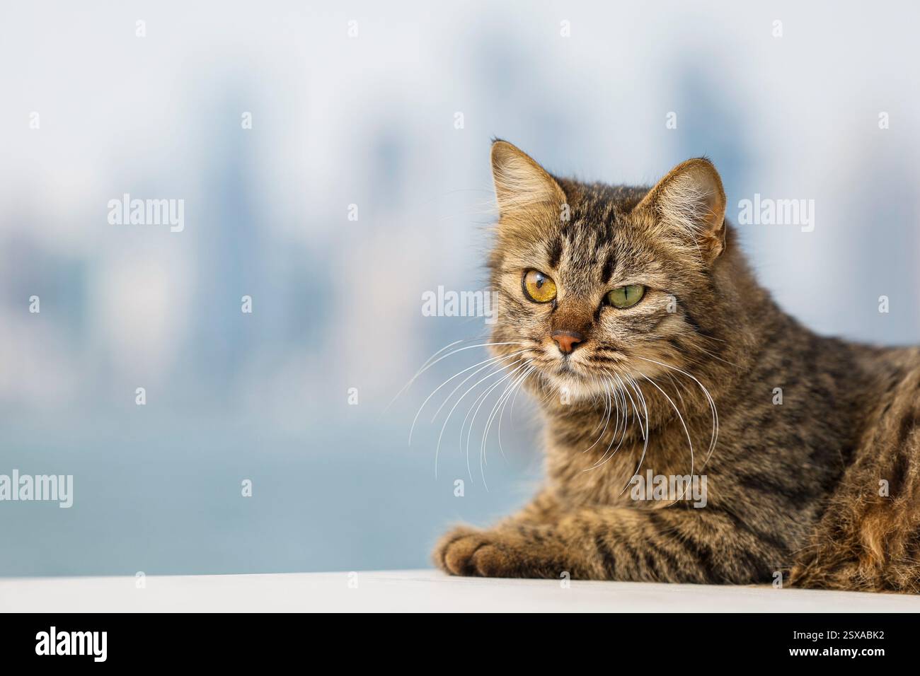 Cats on Al Corniche ahead of the, Qatar. , . FIA World Endurance ...