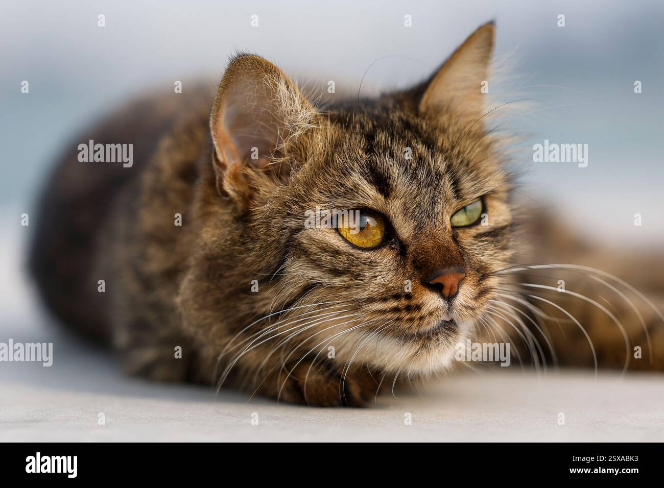 Cats on Al Corniche ahead of the, Qatar. , . FIA World Endurance ...