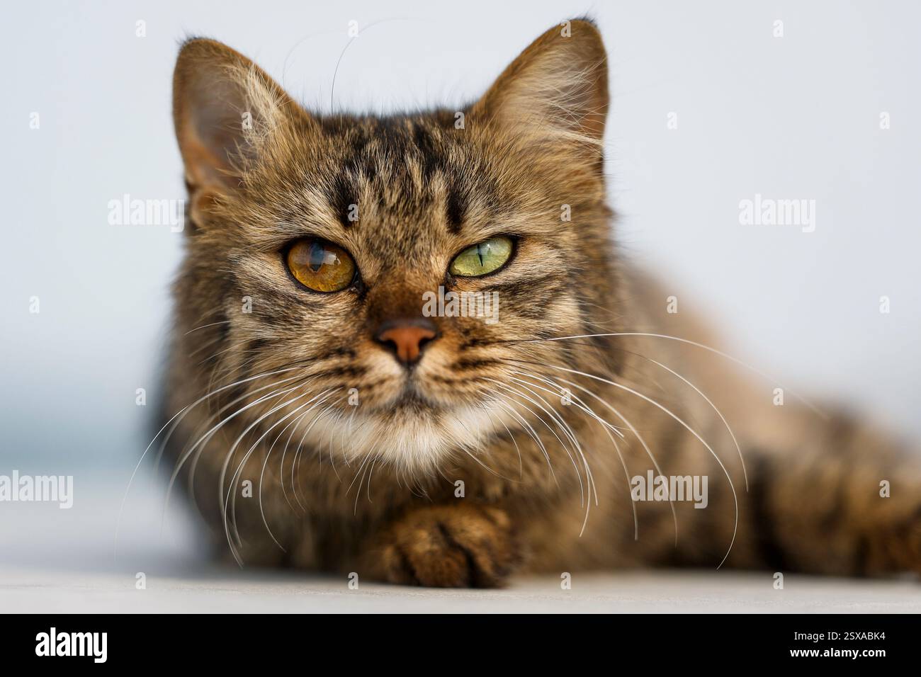 Cats on Al Corniche ahead of the, Qatar. , . FIA World Endurance ...