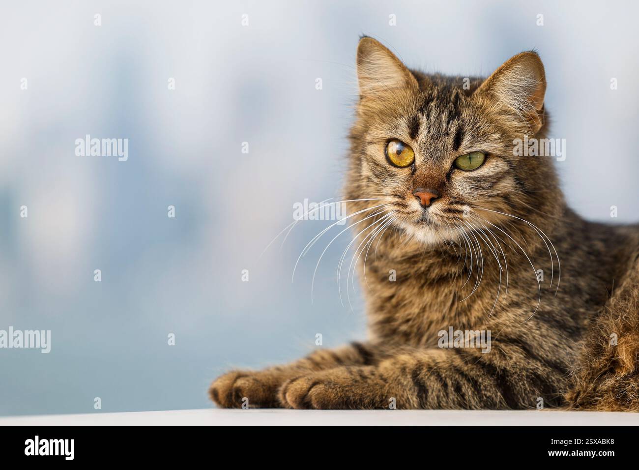 Cats on Al Corniche ahead of the, Qatar. , . FIA World Endurance ...