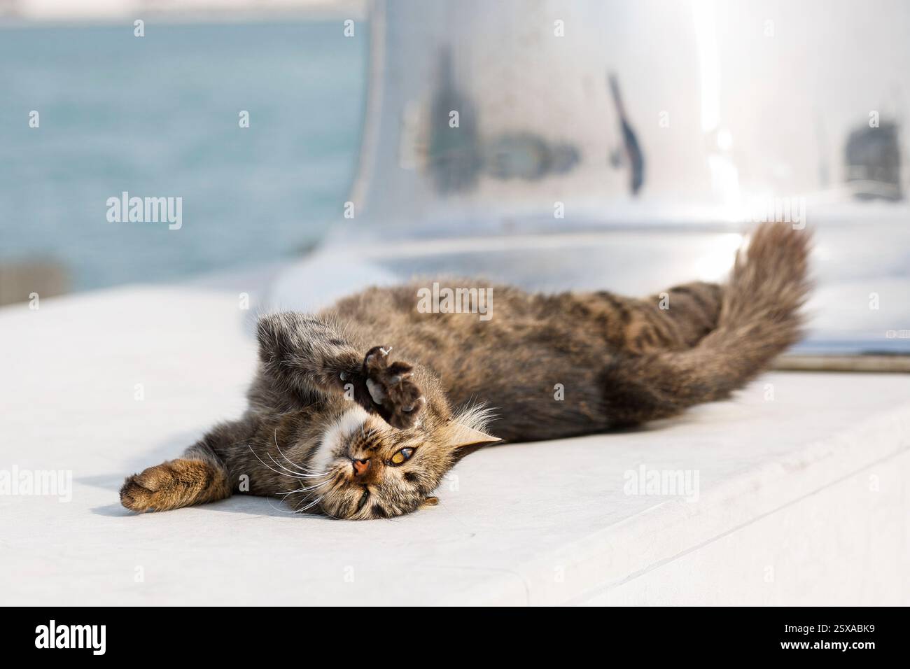 Cats on Al Corniche ahead of the, Qatar. , . FIA World Endurance ...