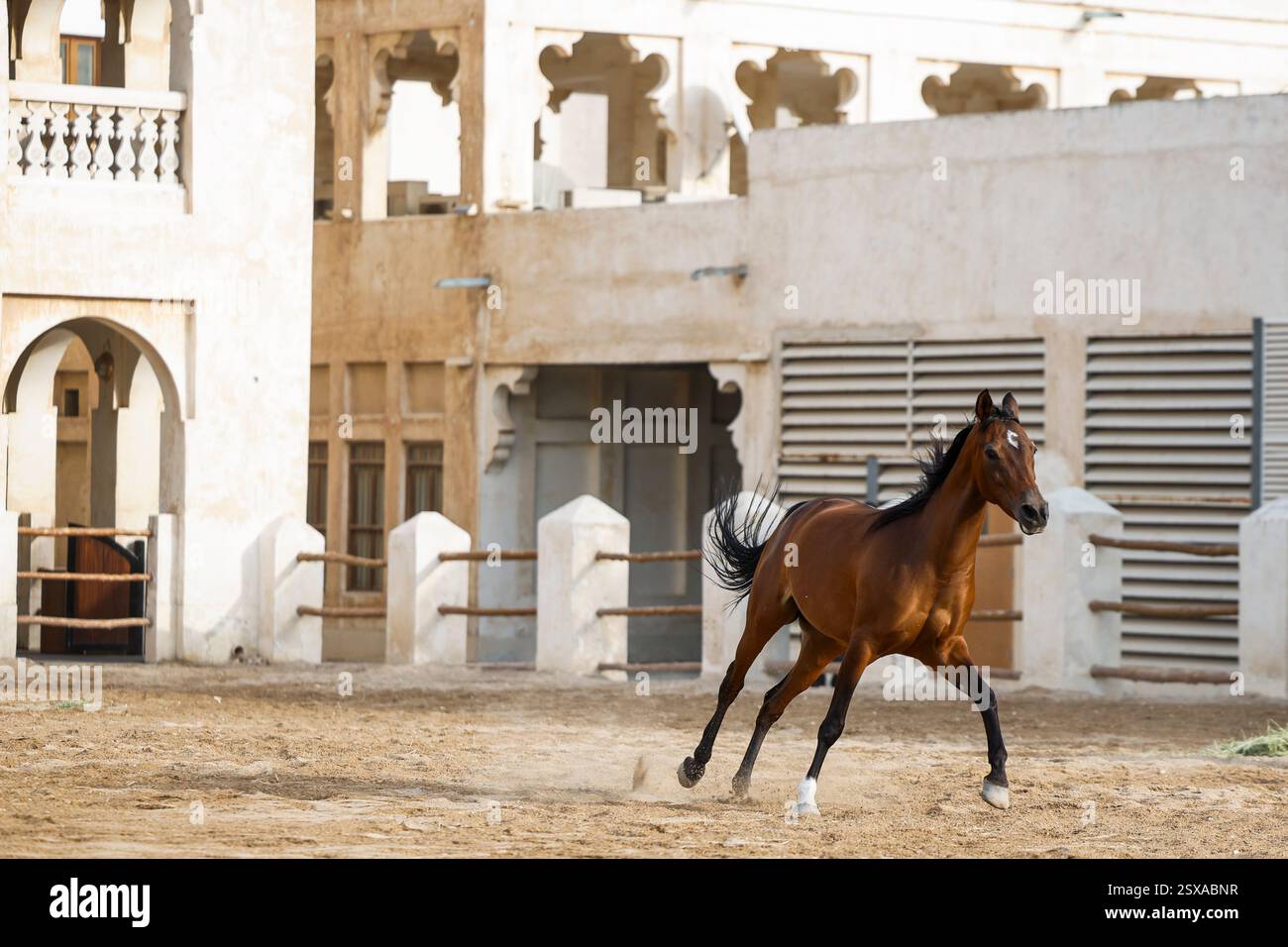 Horses Stables, Souq Waqif ahead of the, Qatar. , . FIA World Endurance ...