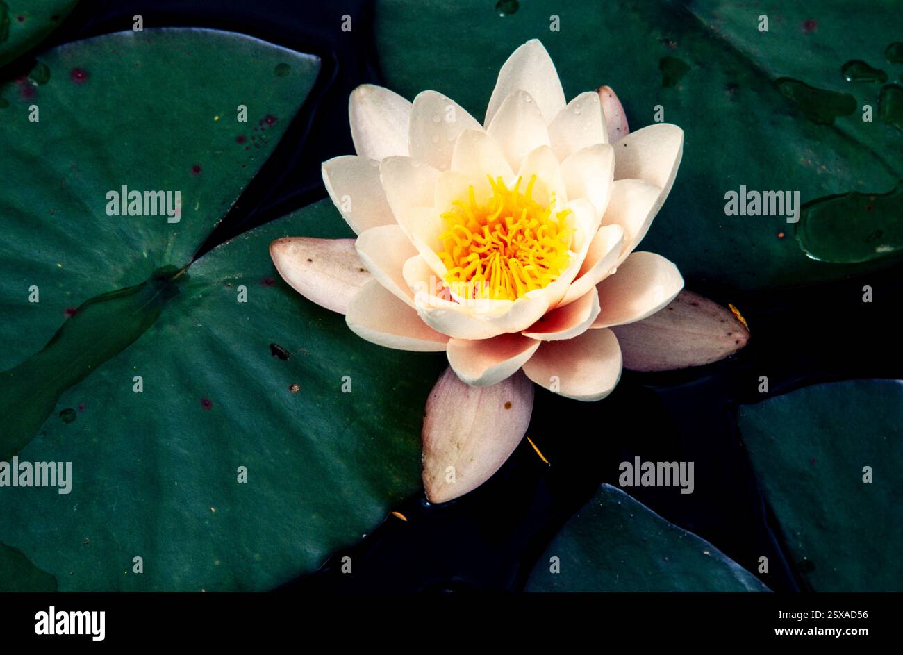 Water plants nymphaea alba hi-res stock photography and images - Alamy