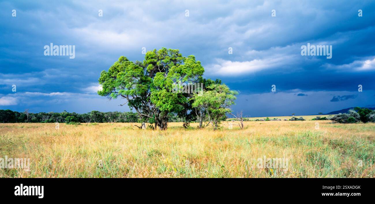 Savannah with tree Stock Photo - Alamy