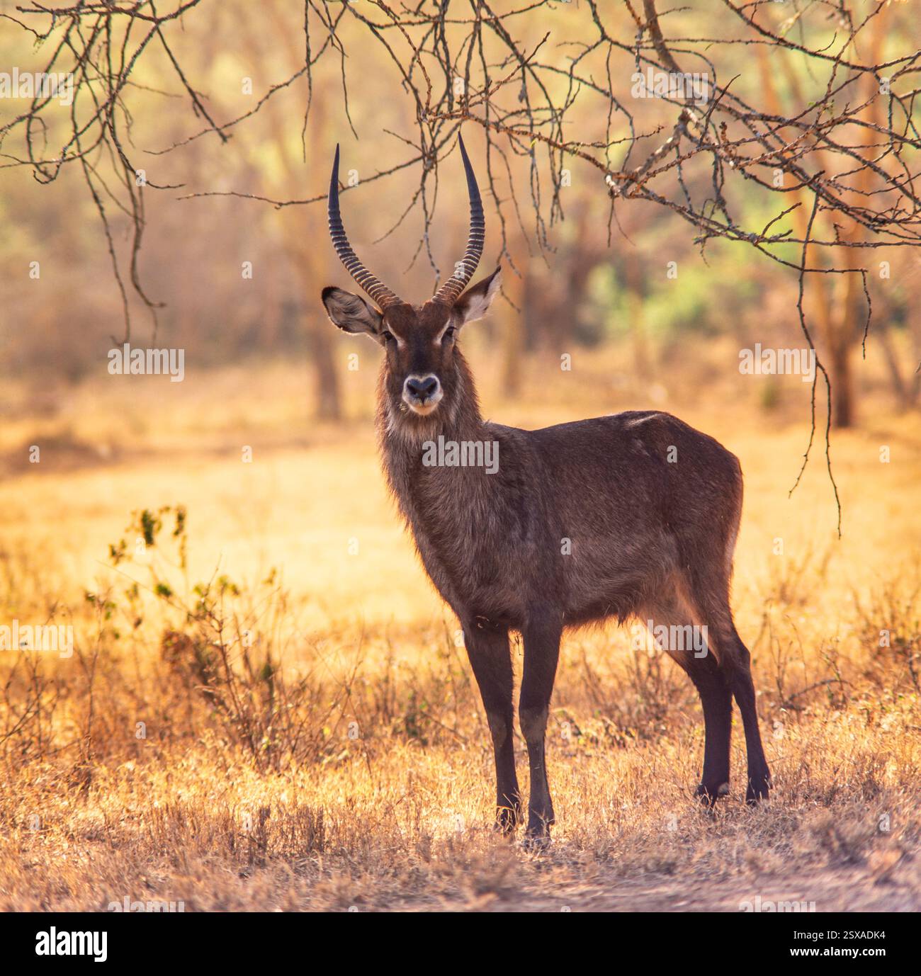 Ellipsvattenbock hi-res stock photography and images - Alamy