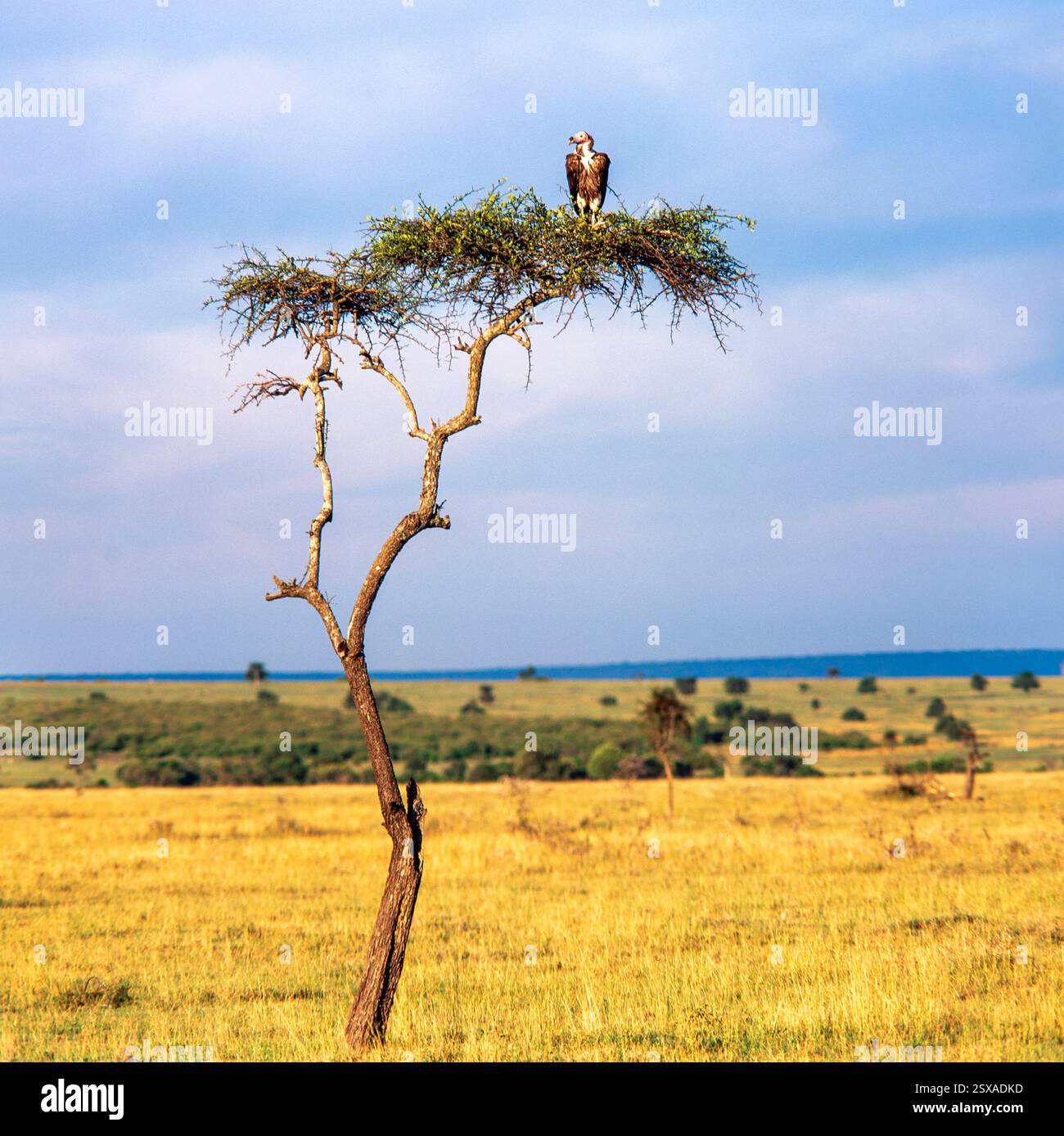 Bird in acacia tree Stock Photo - Alamy