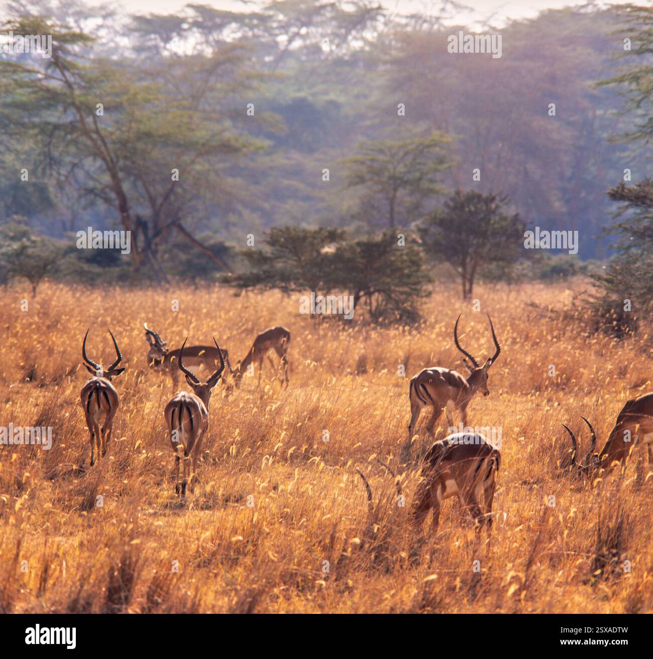 Impalaantilop hi-res stock photography and images - Alamy