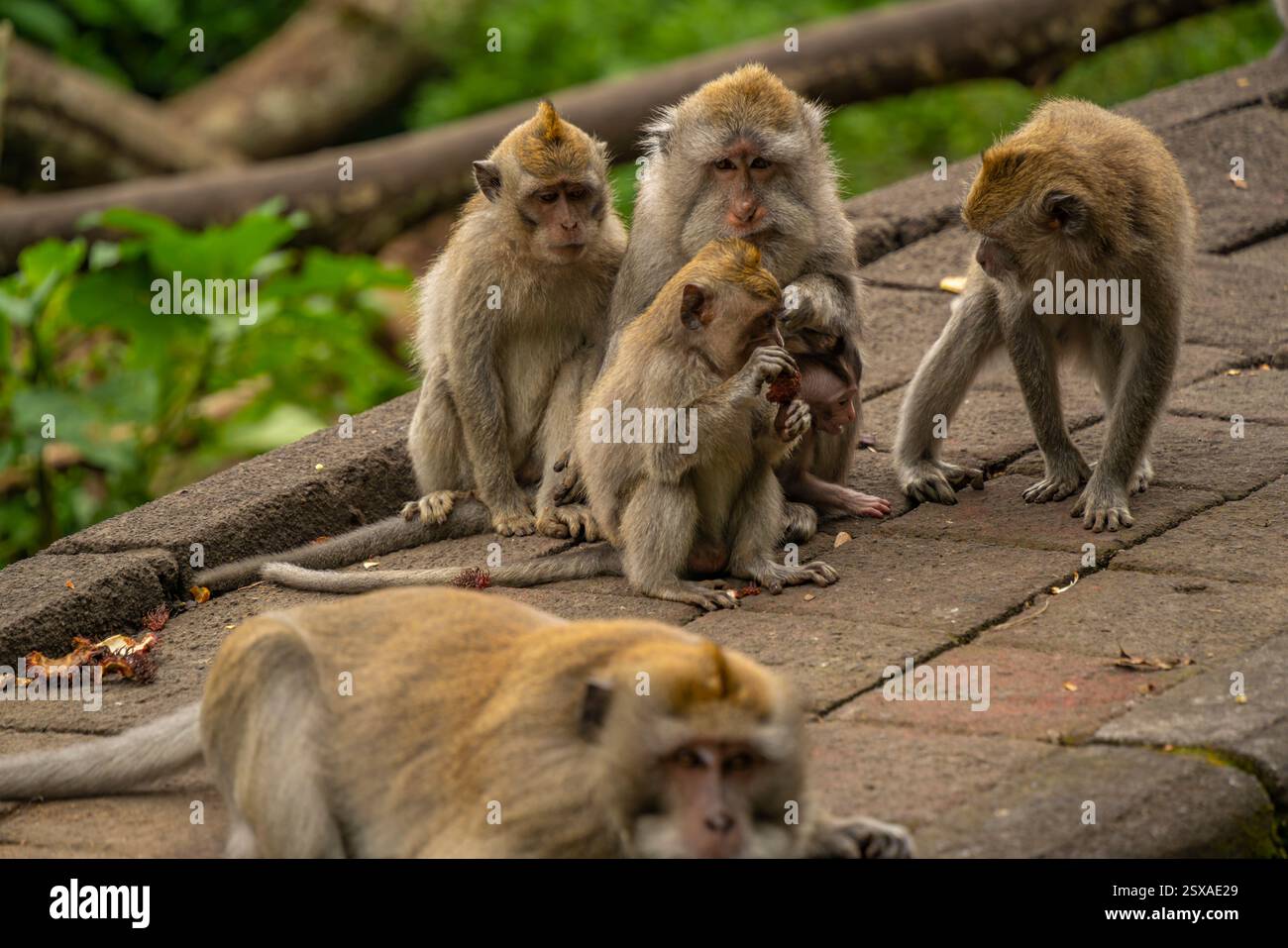 View of roadside long tale Macaque monkeys, Kabupaten Buleleng, Gobleg ...