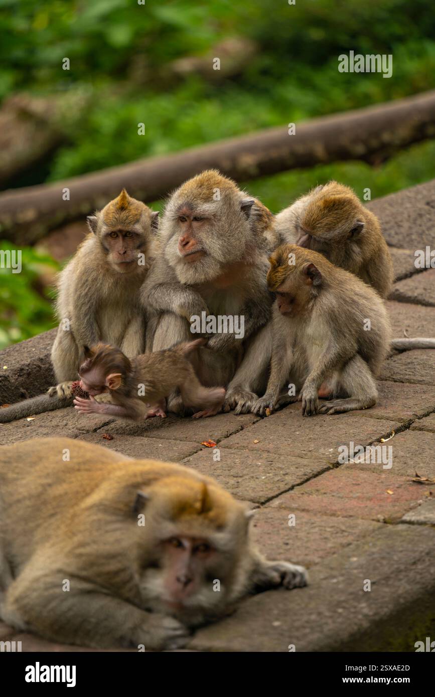 View of roadside long tale Macaque monkeys, Kabupaten Buleleng, Gobleg ...
