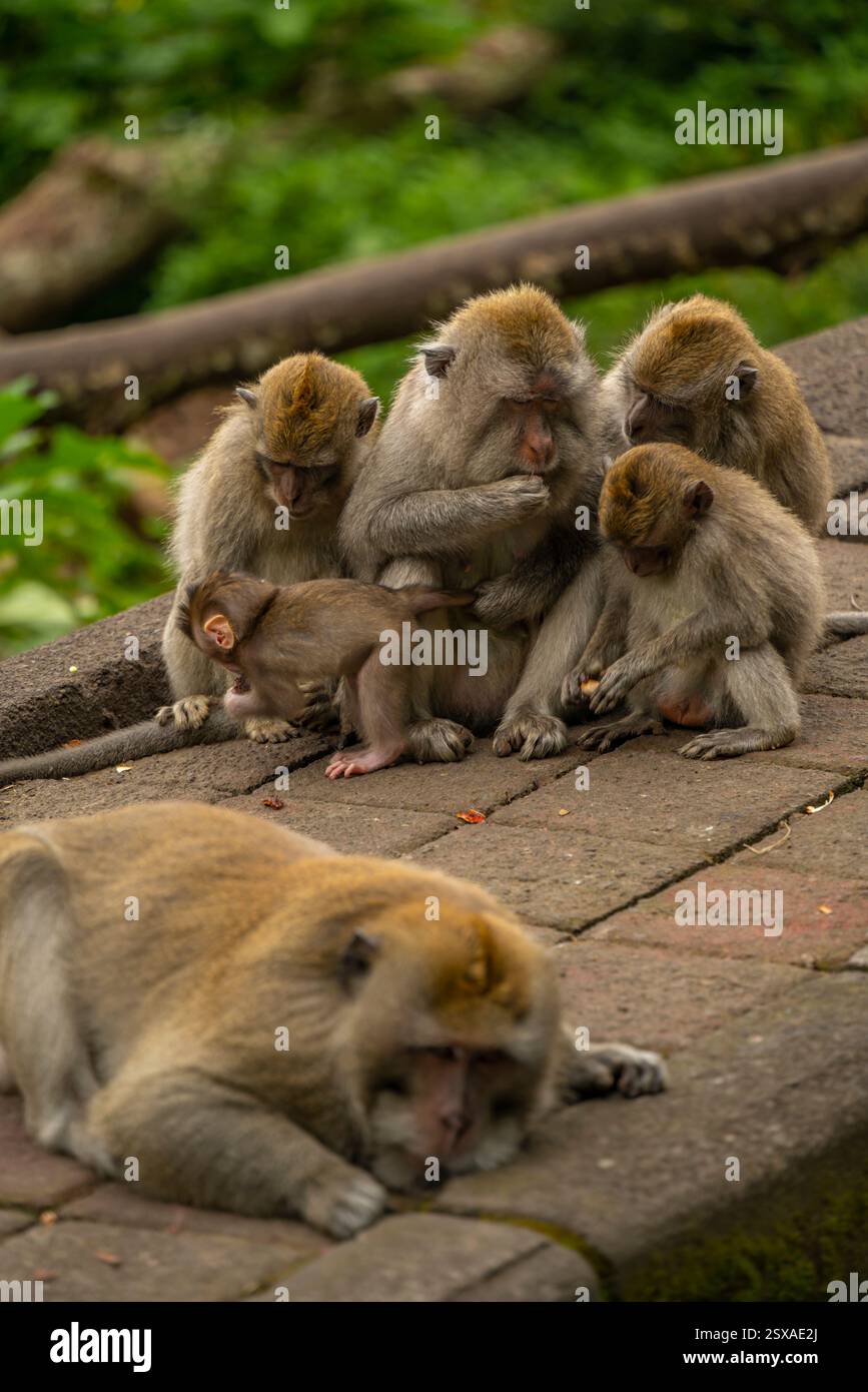 View of roadside long tale Macaque monkeys, Kabupaten Buleleng, Gobleg ...