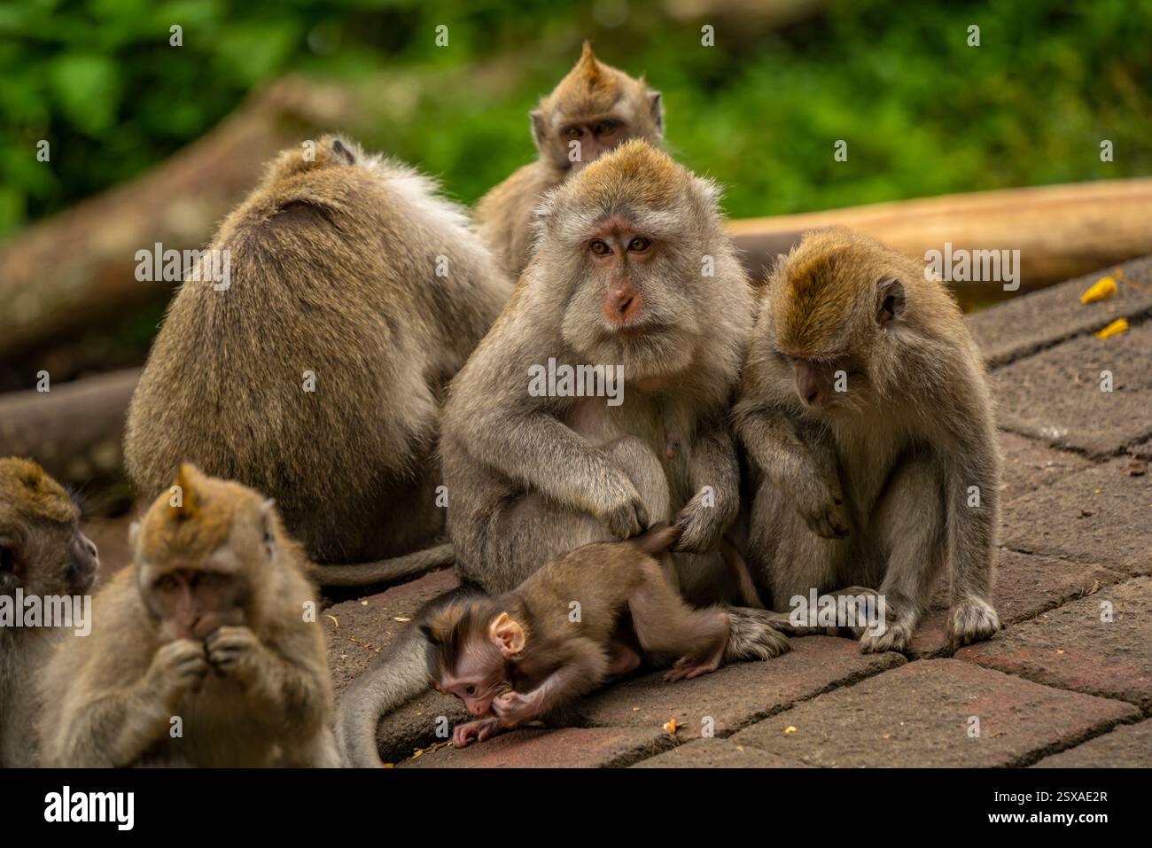 View of roadside long tale Macaque monkeys, Kabupaten Buleleng, Gobleg ...
