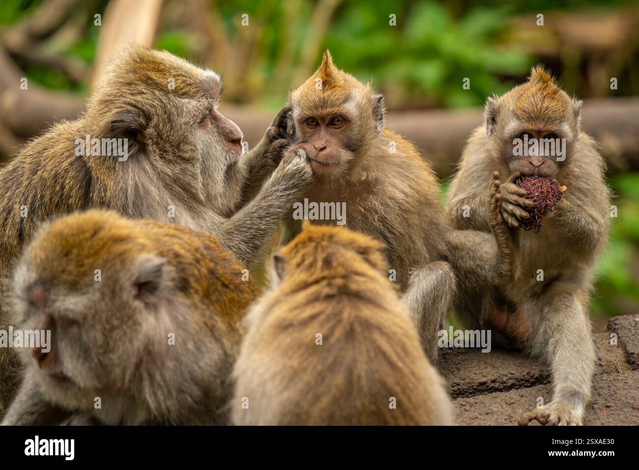 View of roadside long tale Macaque monkeys, Kabupaten Buleleng, Gobleg ...
