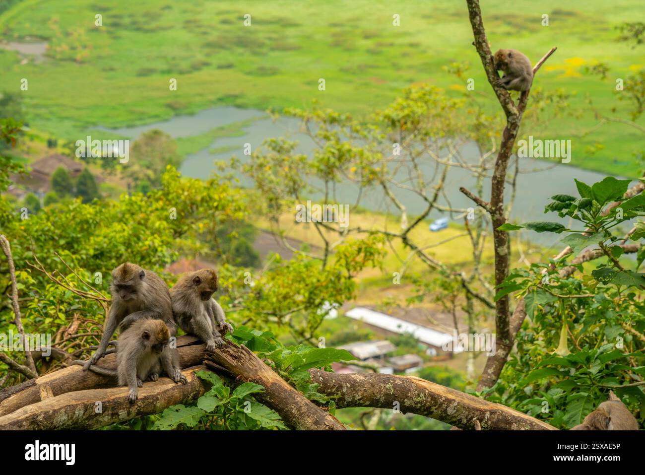 View of roadside long tale Macaque monkeys, Kabupaten Buleleng, Gobleg ...