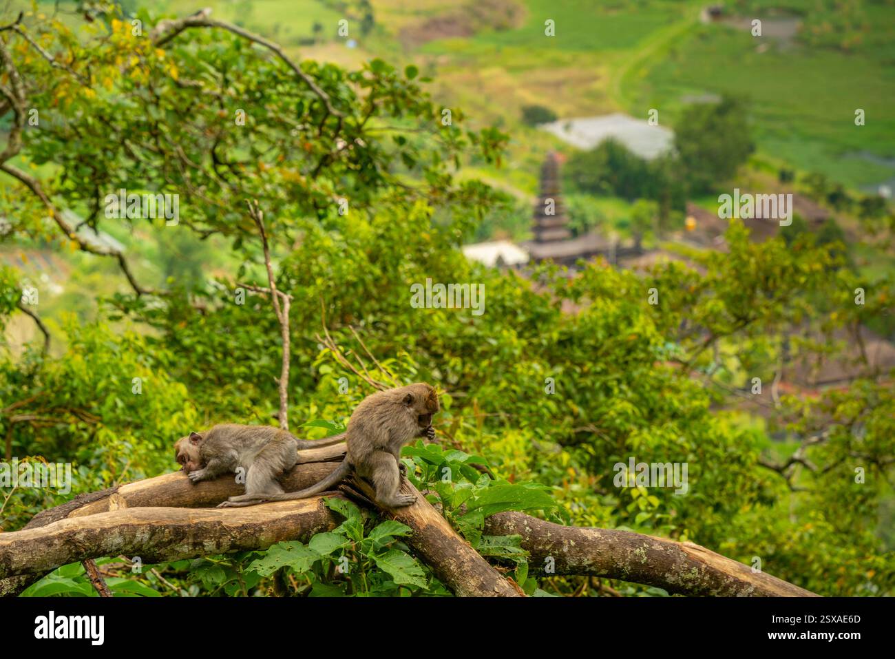View of roadside long tale Macaque monkeys, Kabupaten Buleleng, Gobleg ...