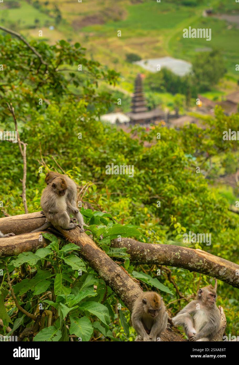 View of roadside long tale Macaque monkeys, Kabupaten Buleleng, Gobleg ...
