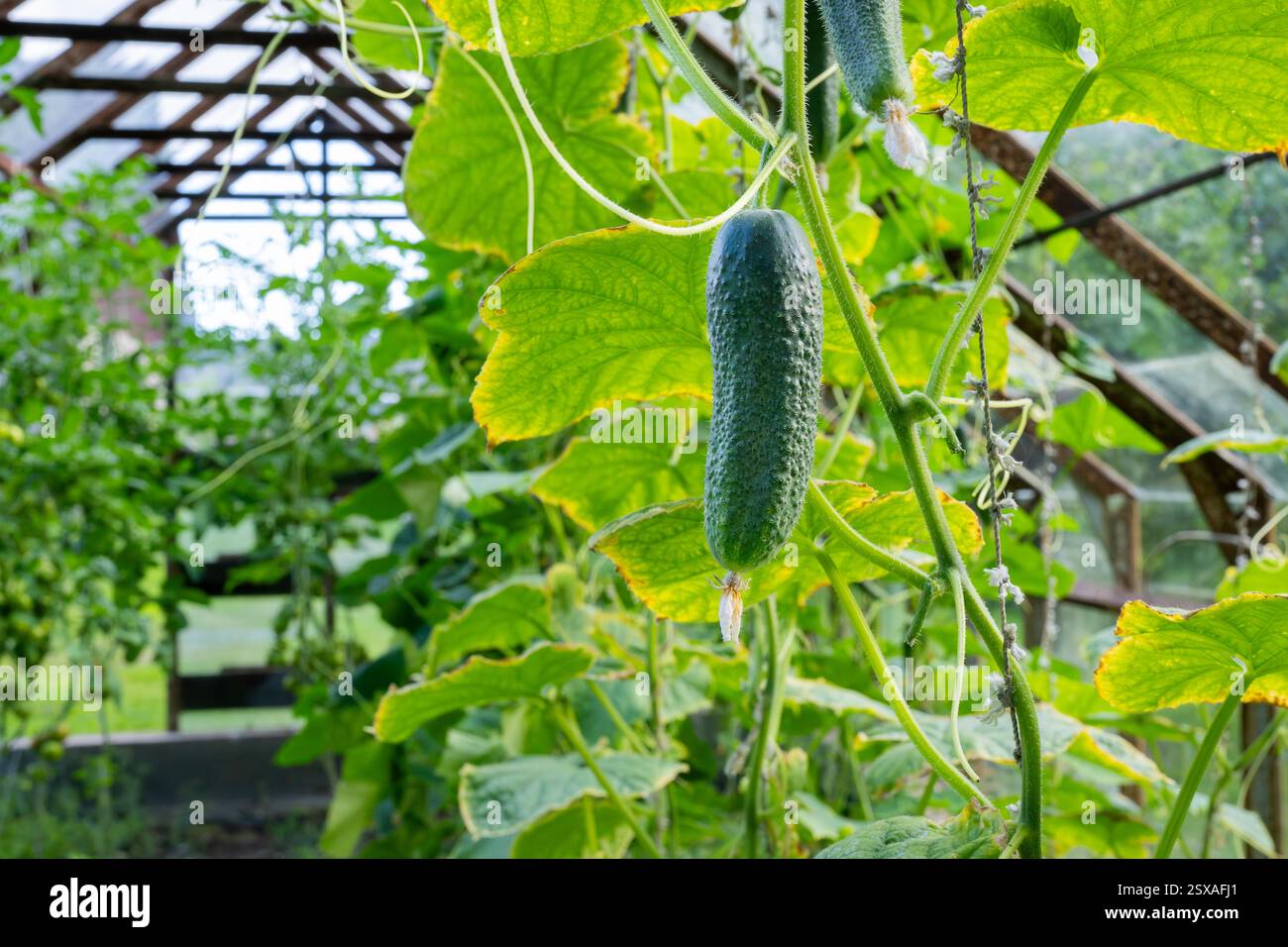 Cucumber plants with fruits in an old greenhouse. Greenhouse Cucumber ...