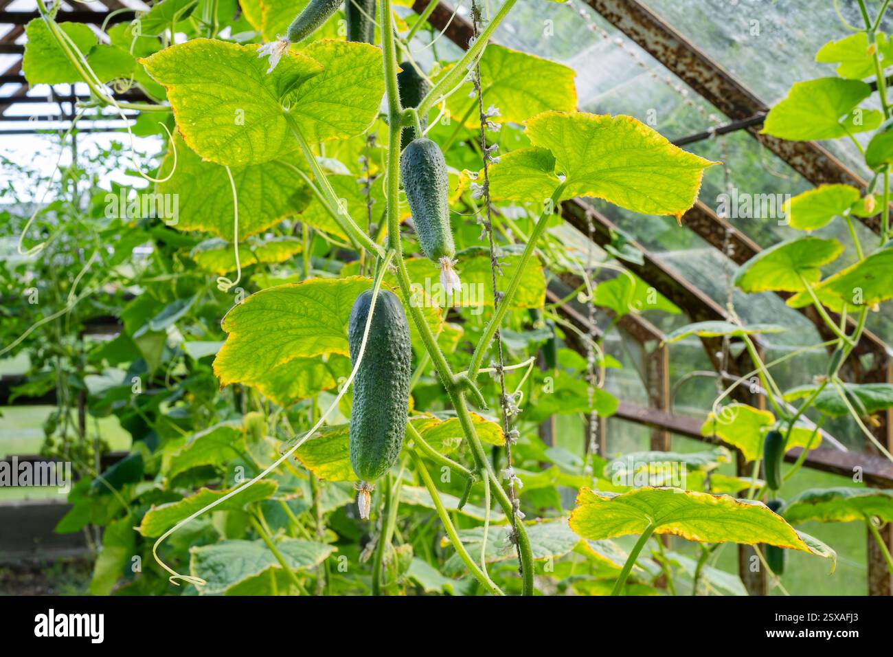 Cucumber plants with fruits in an old greenhouse. Greenhouse Cucumber ...