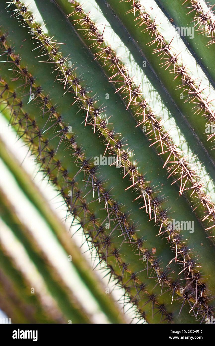 Cactus with spines on it. The spines are brown and green Stock Photo ...