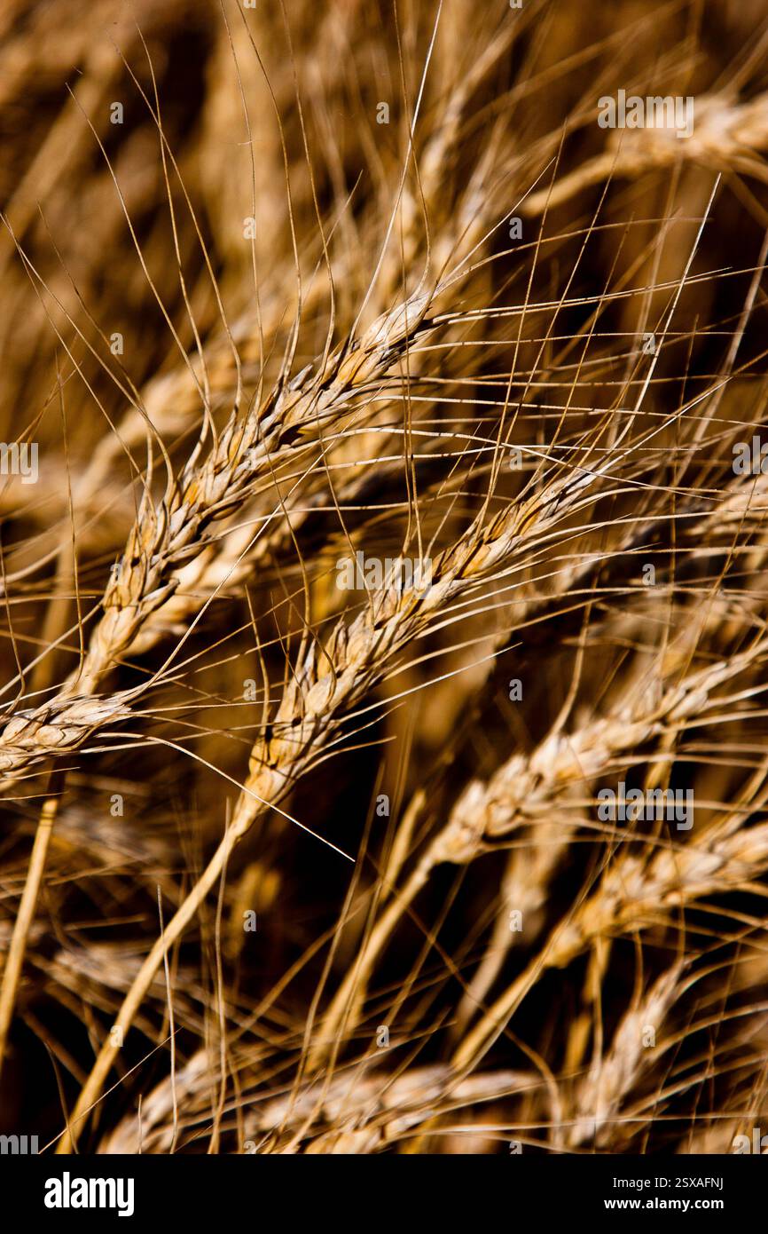 Many dry brown stalks corn hi-res stock photography and images - Alamy