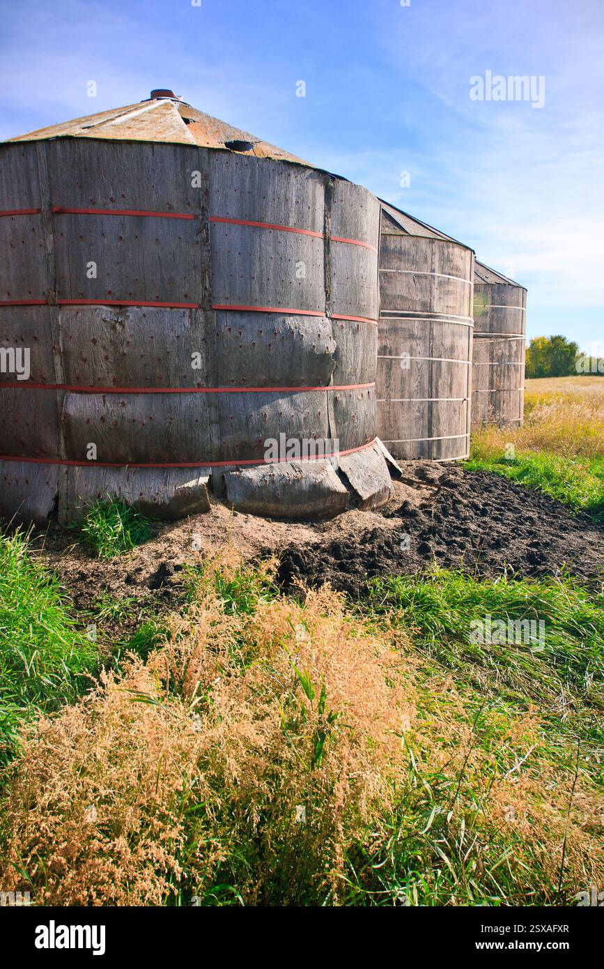 Three old grain silos are sitting in a field. The silos are rusting and ...