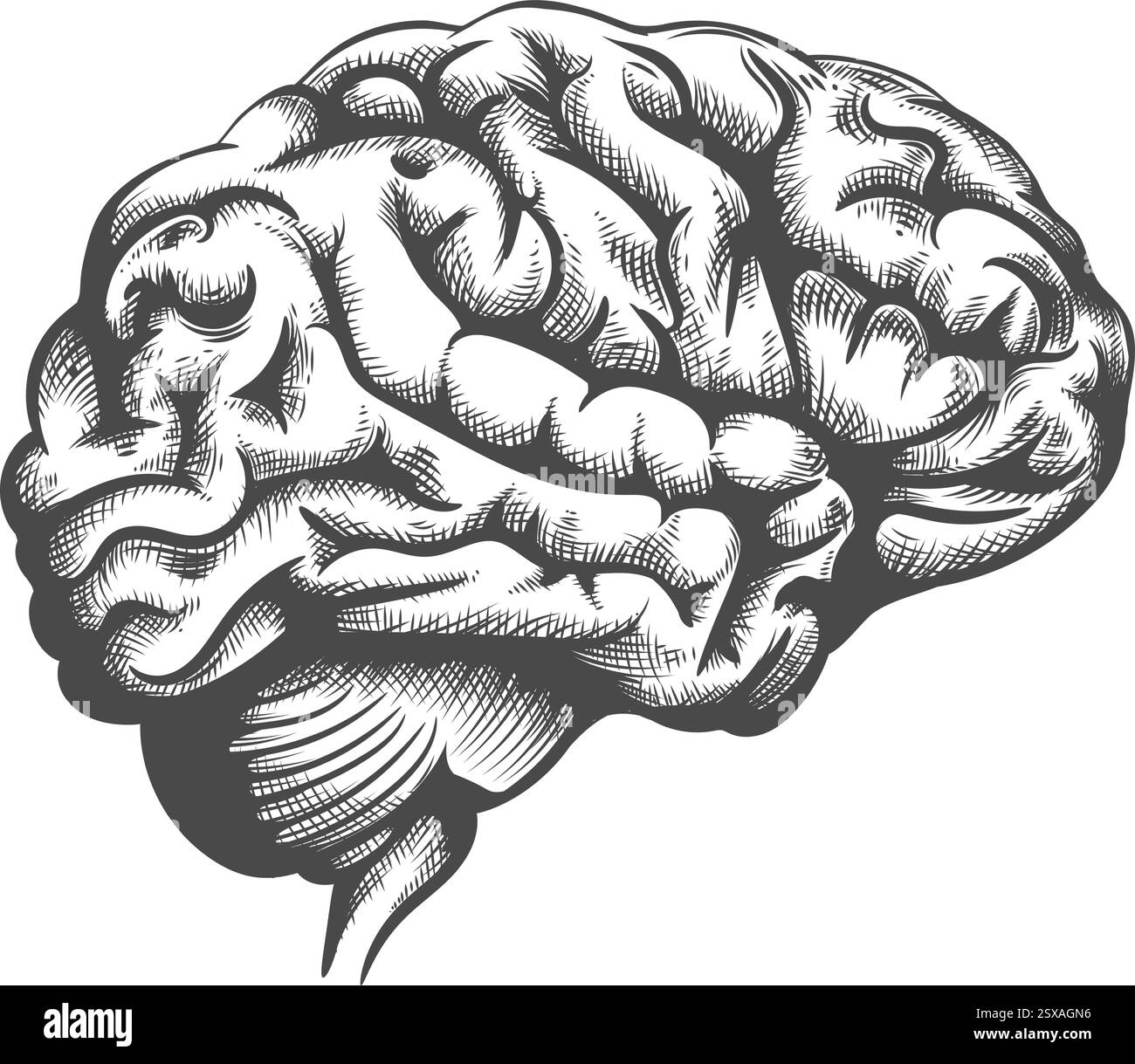 Engraving side anatomy hi-res stock photography and images - Alamy