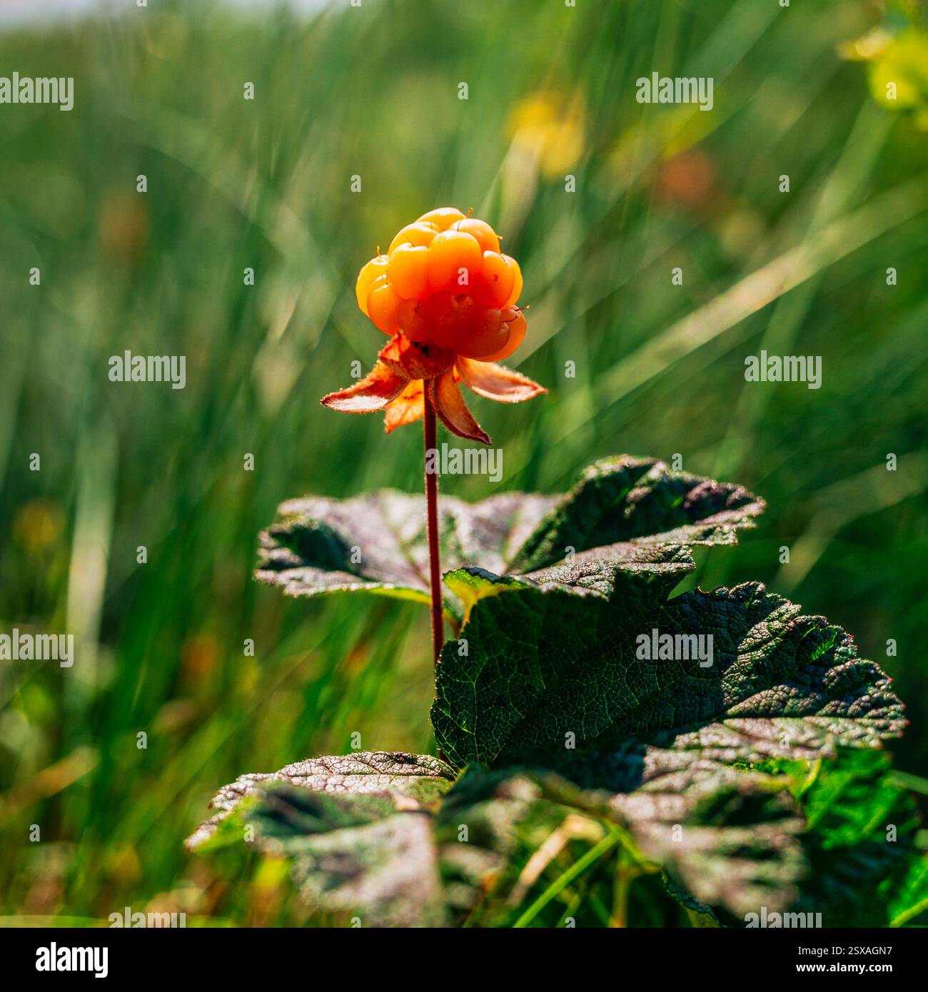 Chamaemorus hi-res stock photography and images - Alamy