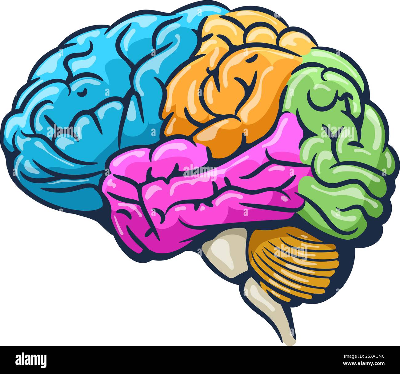 Brain areas colorful emblem Stock Vector Image & Art - Alamy