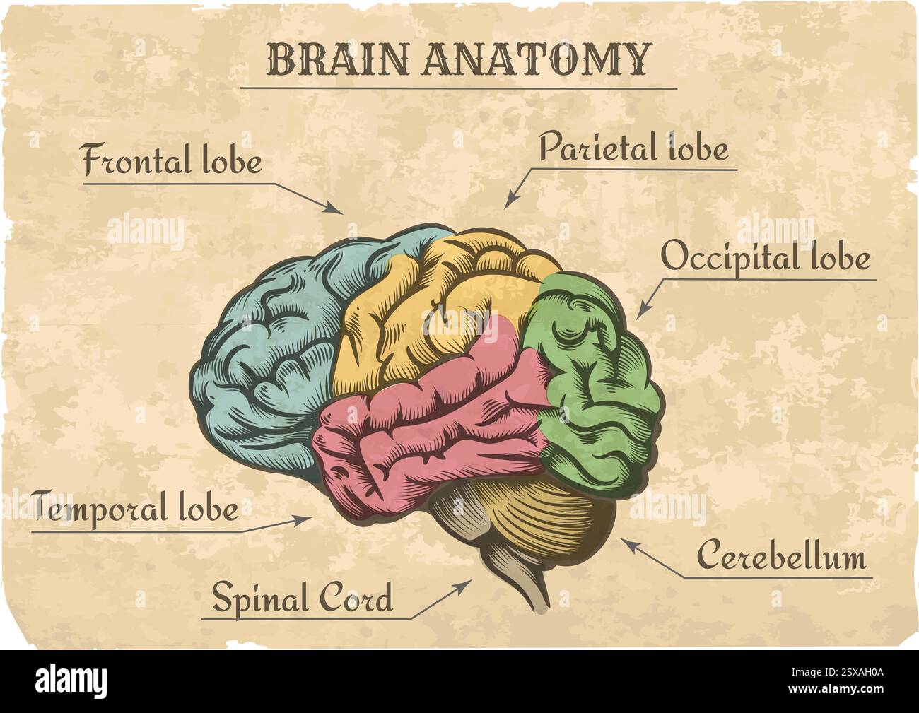 Vintage hand drawn brain anatomy Stock Vector Image & Art - Alamy