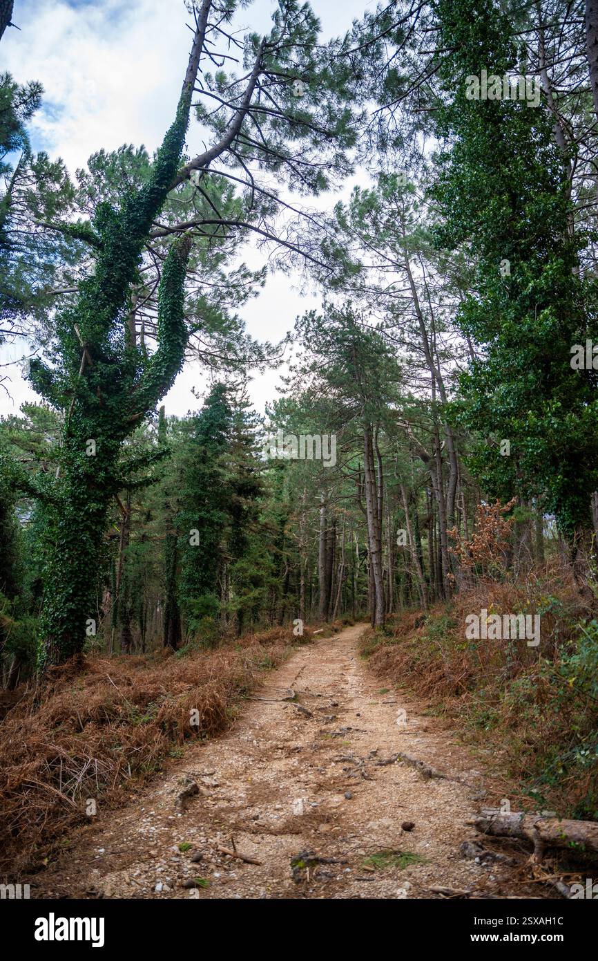 Green deep forest in mountain near bay Boka and Kotor town in ...