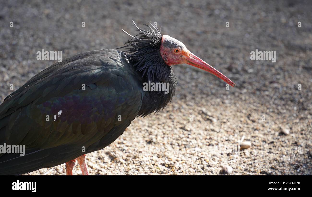 Close up northern bald hi-res stock photography and images - Alamy