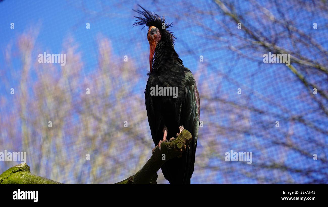 Zoom in portrait young black hi-res stock photography and images - Alamy