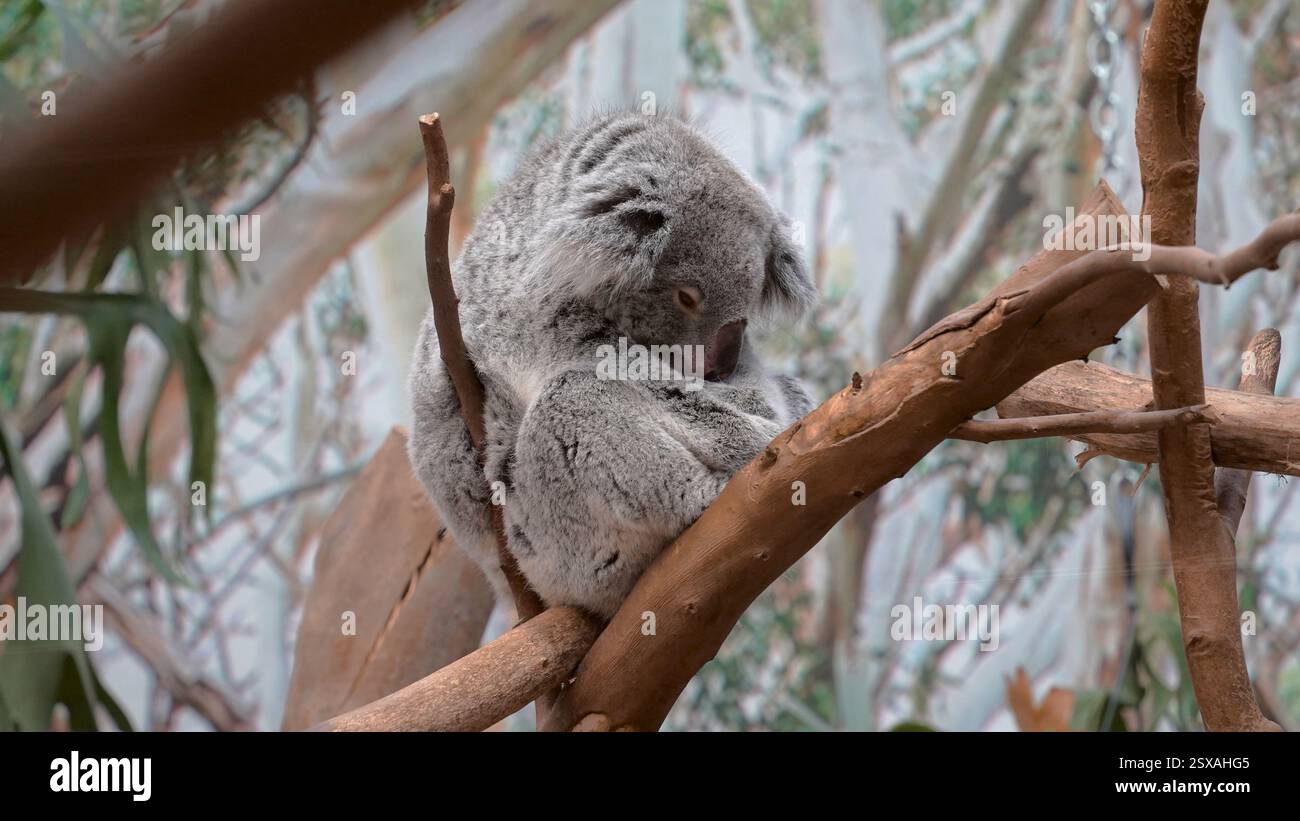 Dreaming High: Koala's Tree Nap Stock Photo - Alamy