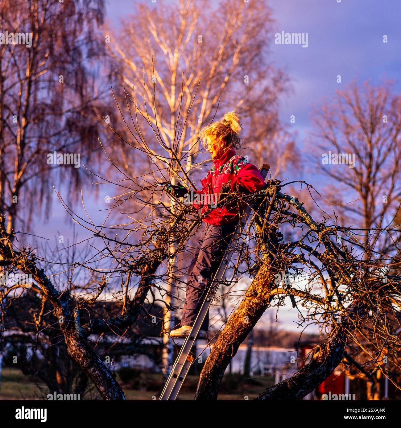 Trees ladder hi-res stock photography and images - Alamy