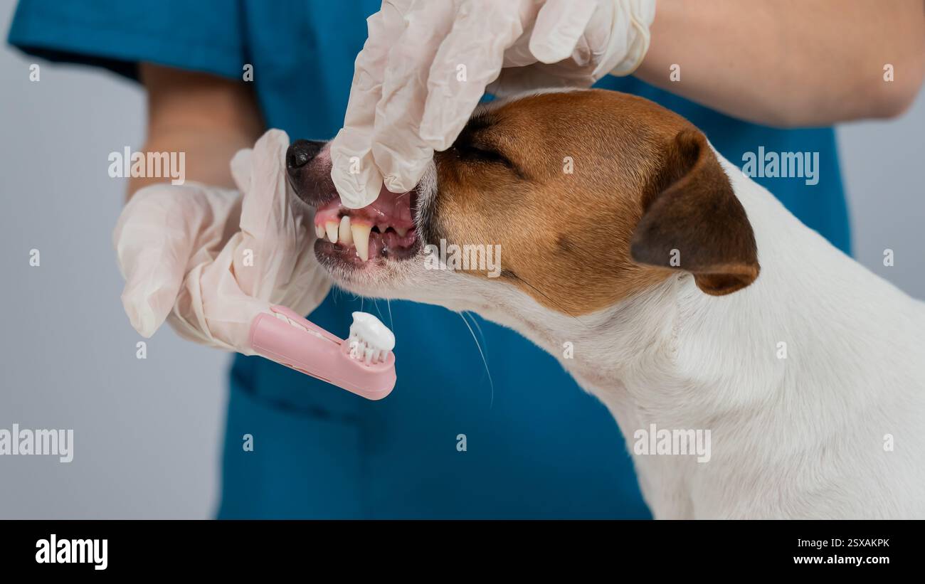 A vet is cleaning the teeth of a Jack Russell Terrier Stock Photo - Alamy