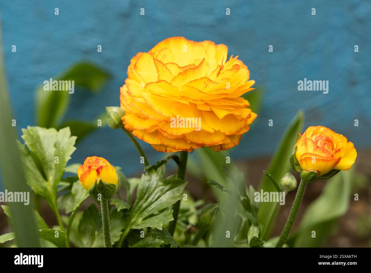Yellow orange ranunculus flower close-up, top view, garden flowers ...