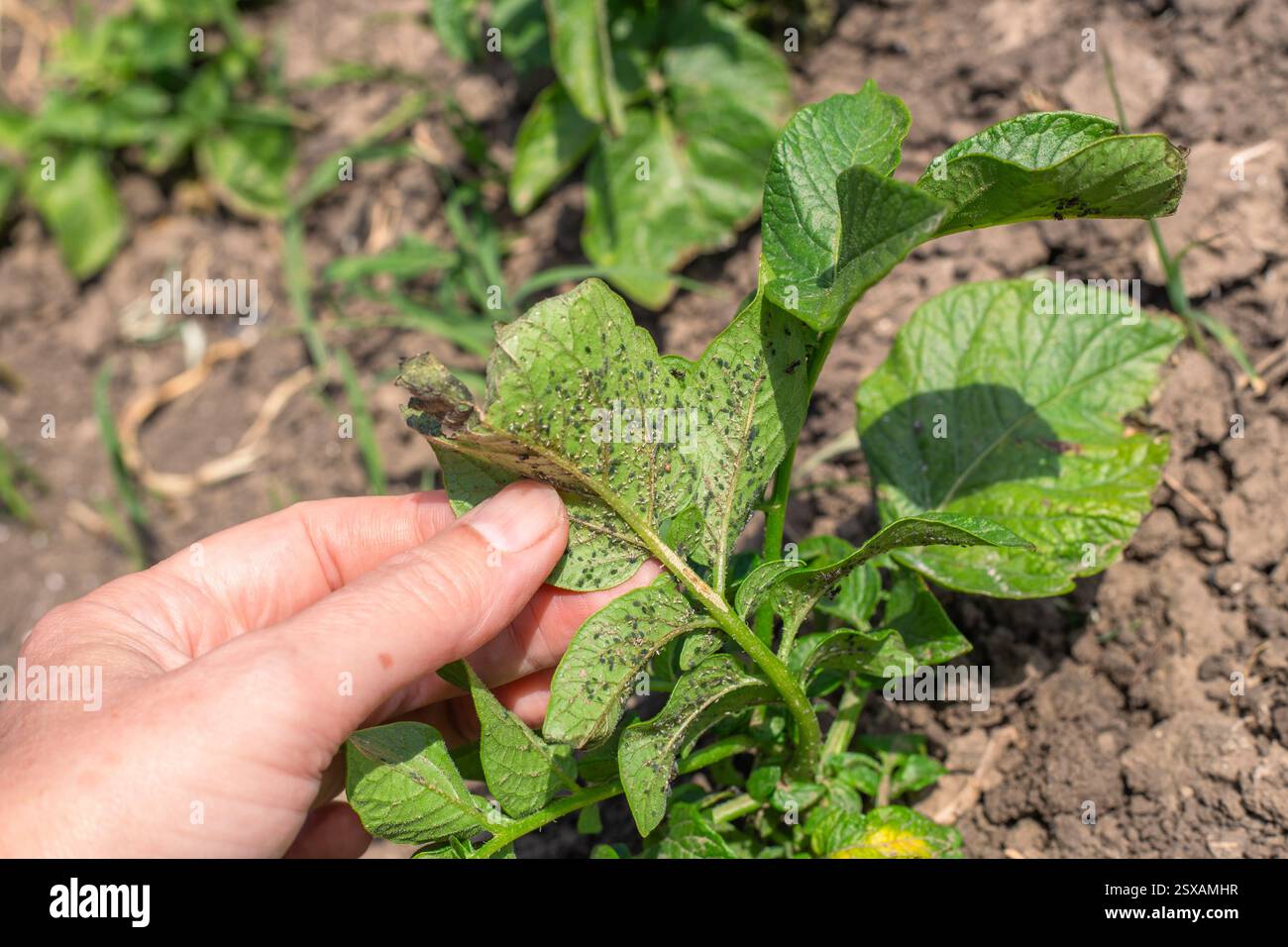 aphids on the back of a potato leaf. A gardener examines a plant with ...