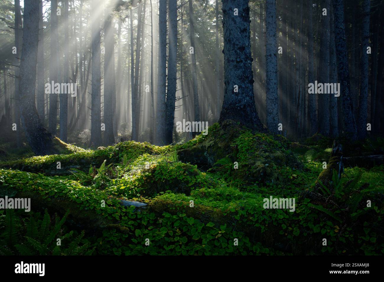 Pacific coast forest spruce forest hi-res stock photography and images ...