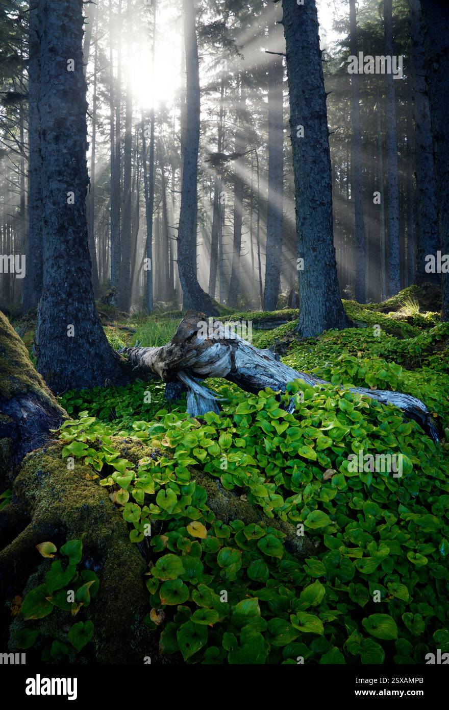 Sunbeams shine through fog in coastal spruce forest, Washington Coast ...