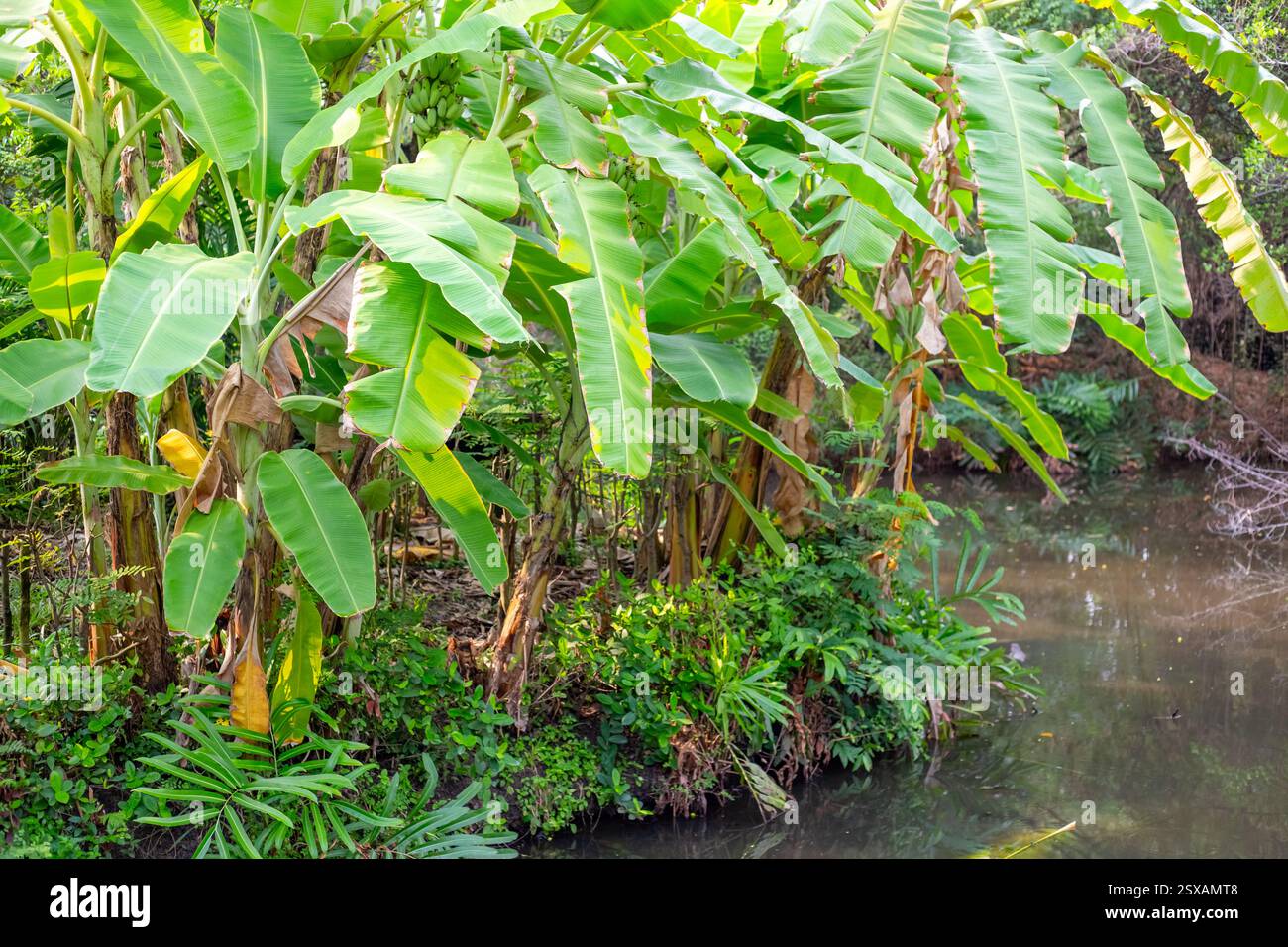 Banana trees in the jungle on the shore of a reservoir Stock Photo - Alamy