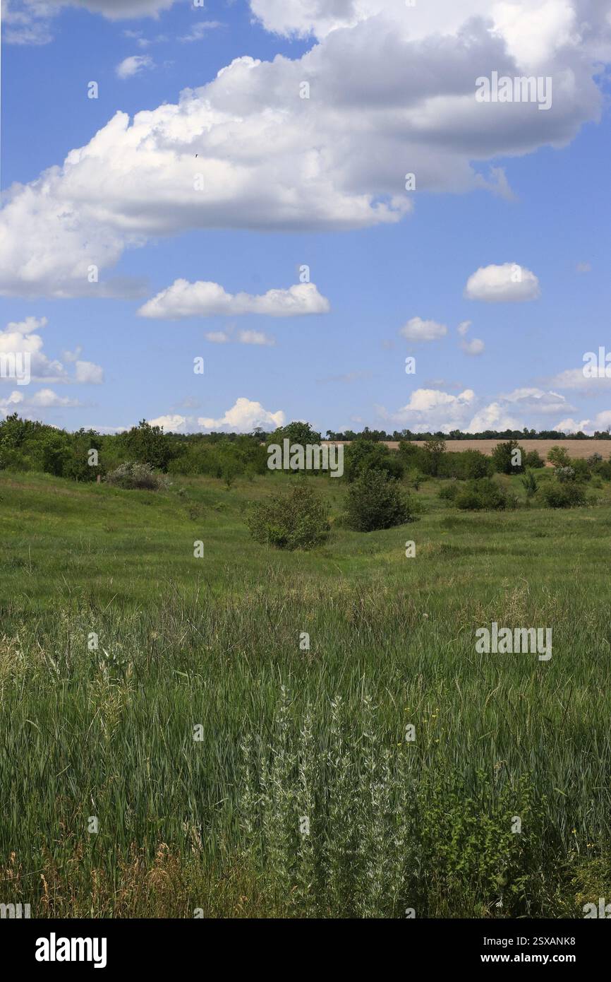 Green steppe grass, distant forest, blue sky with clouds. Landscape ...