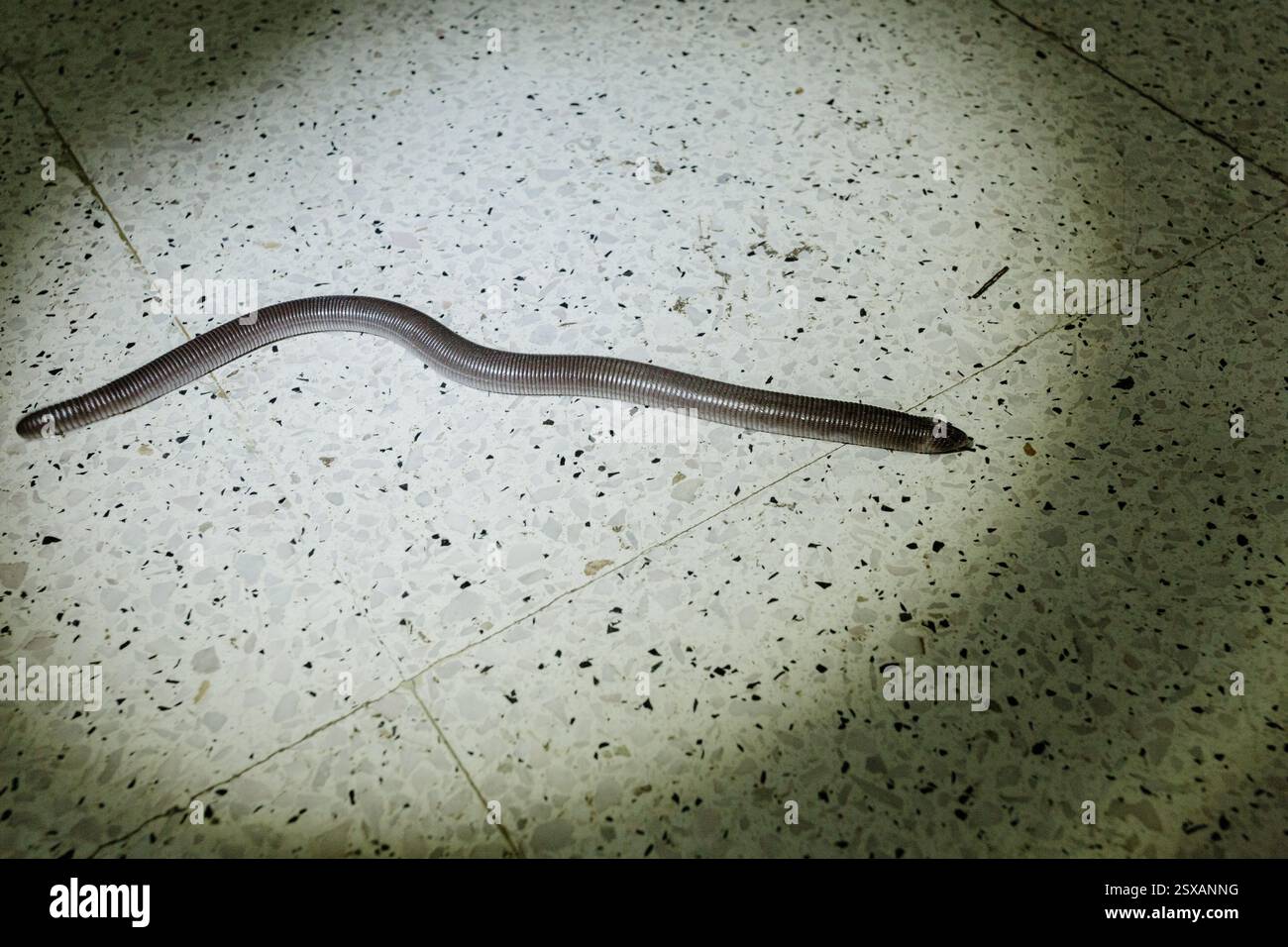Crooked worm lizard hi-res stock photography and images - Alamy