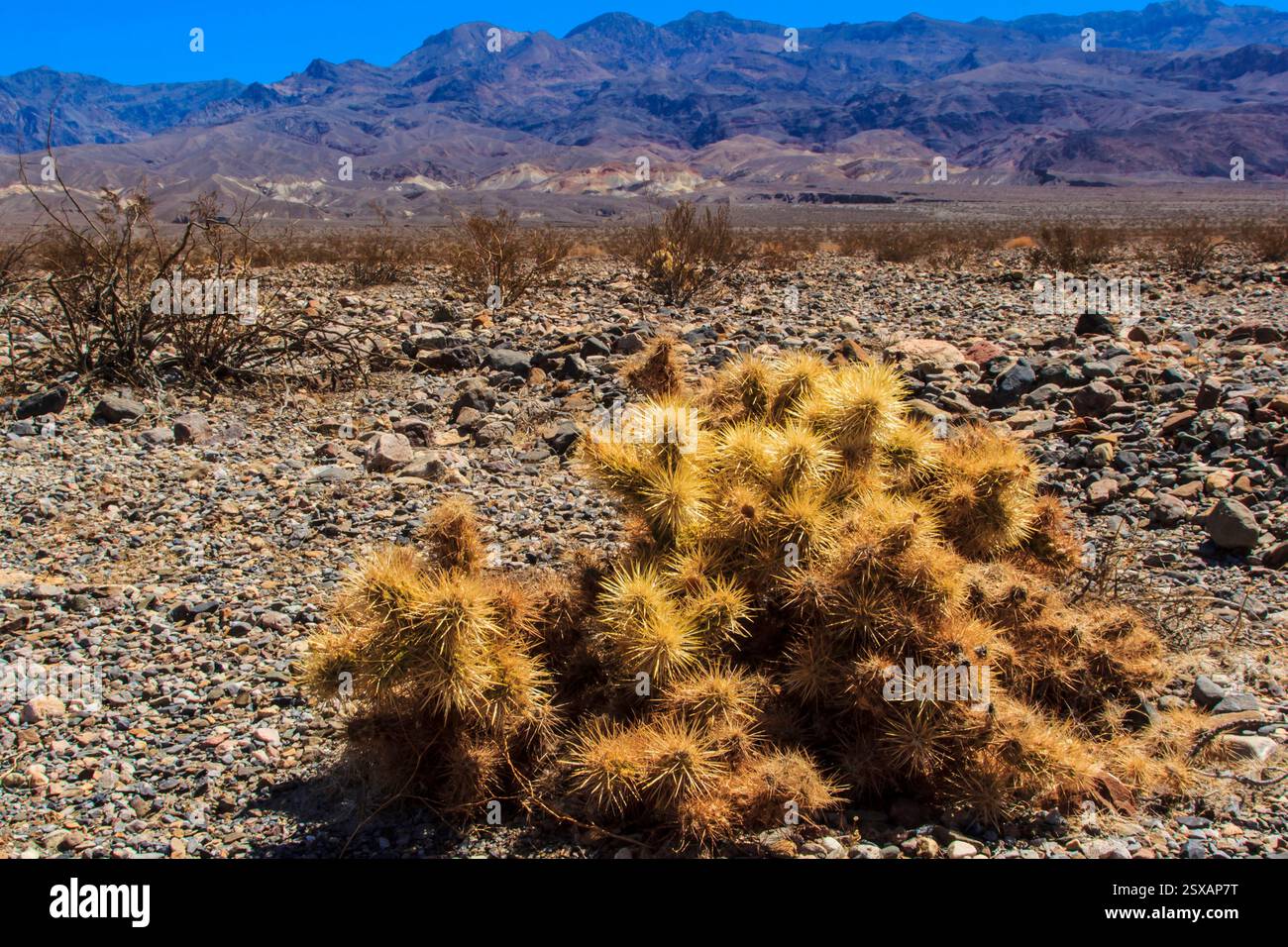 Cactus is growing in the desert. The cactus is brown and has many ...