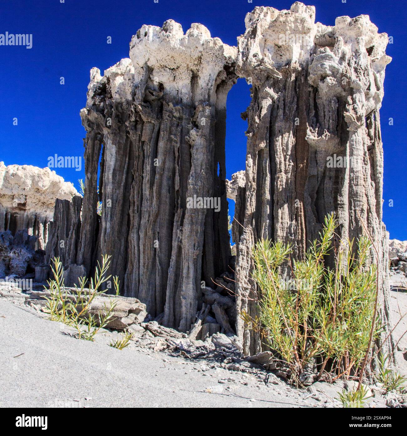 Large rock formation with a small plant growing out of it. The plant is ...