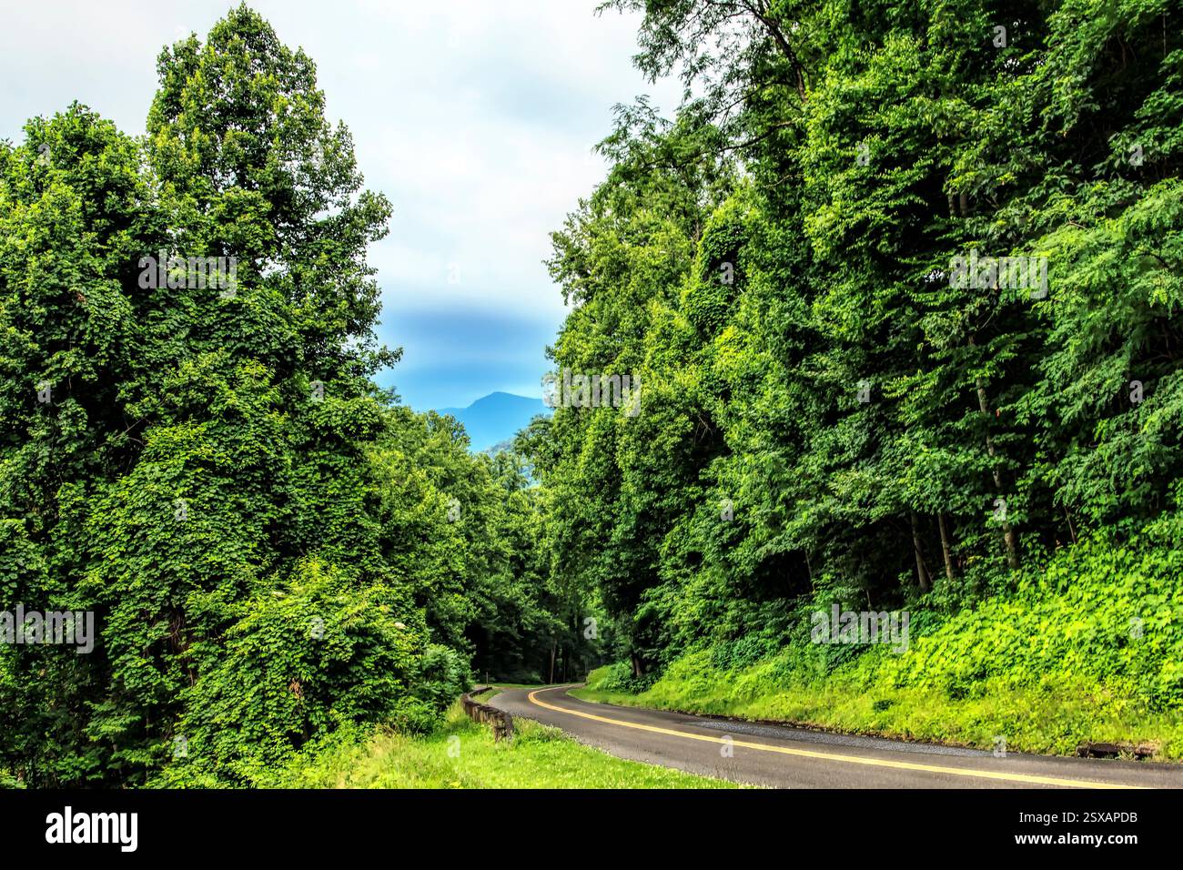 Road with trees on both sides. The road is lined with trees and is ...