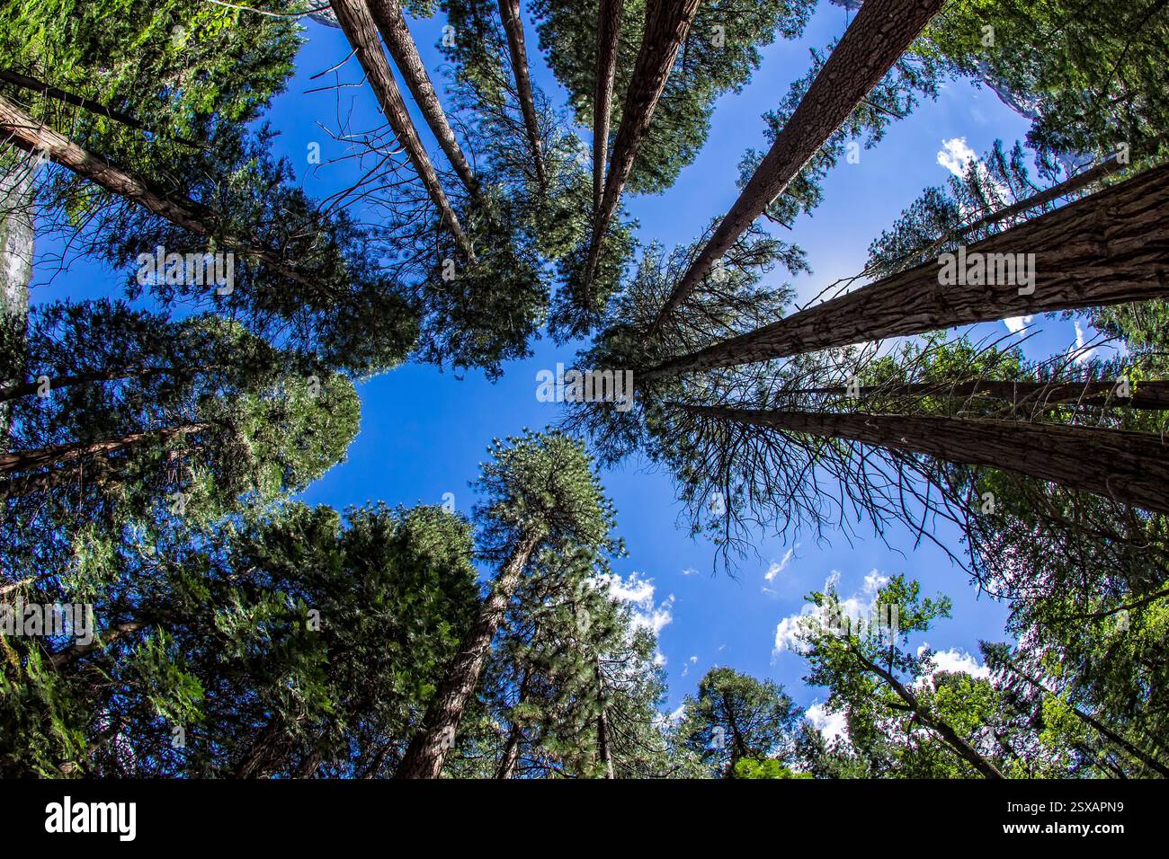 Forest with trees reaching up to the sky. The sky is blue and clear ...