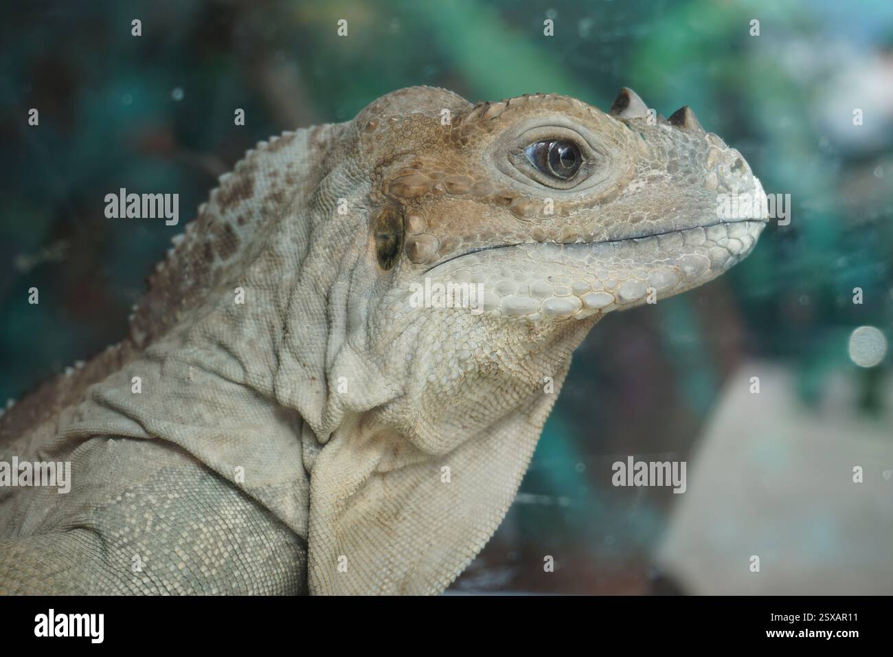 A detailed close up of the head of a beautiful exotic green iguana ...