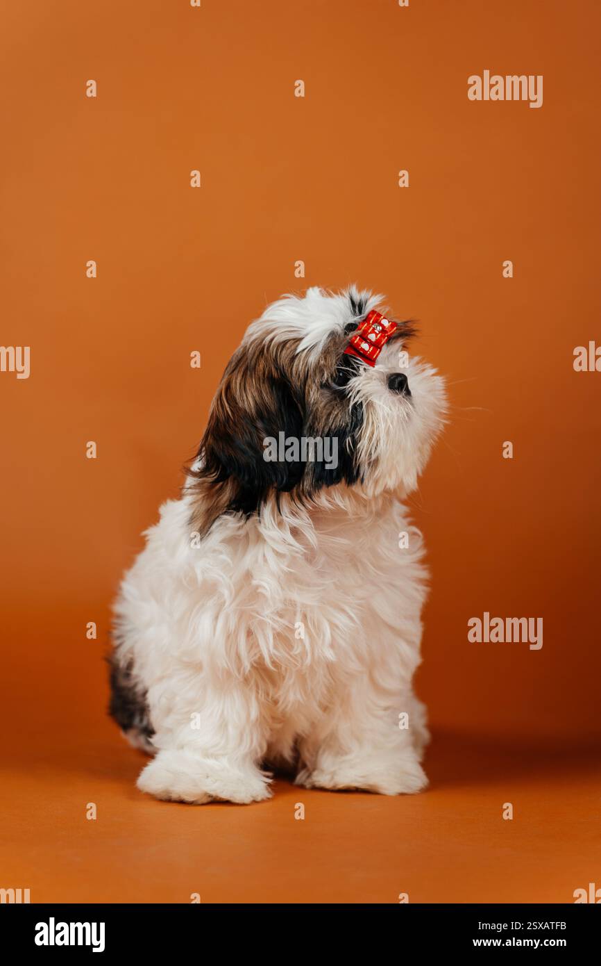 little shih tzu puppy on orange background. young purebred dog puppy on ...