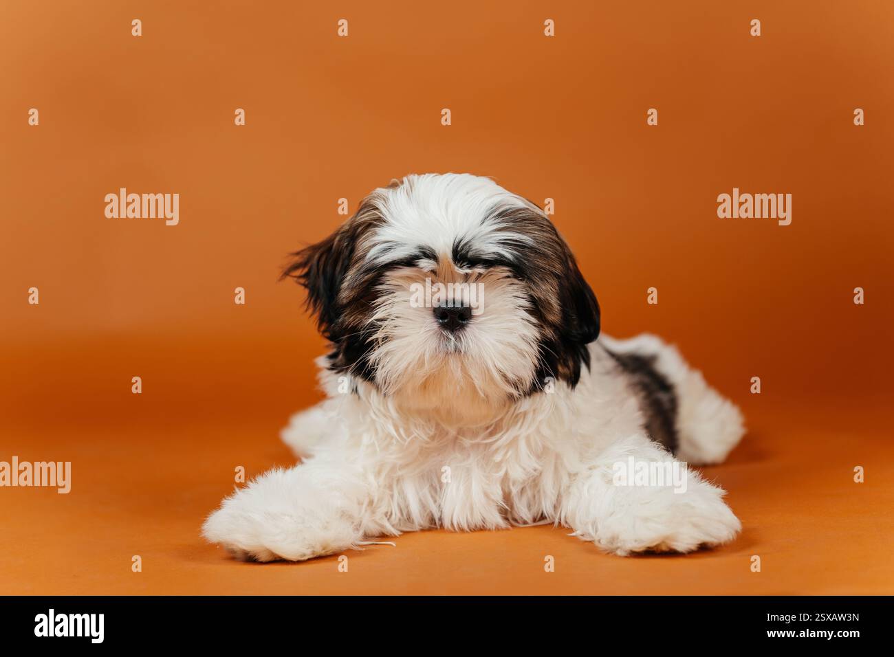 little shih tzu puppy on orange background. young purebred dog puppy on ...