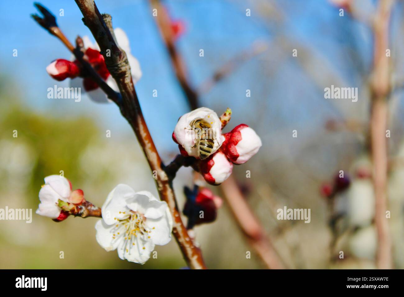A honeybee partially inside an apricot blossom, gathering nectar. A ...