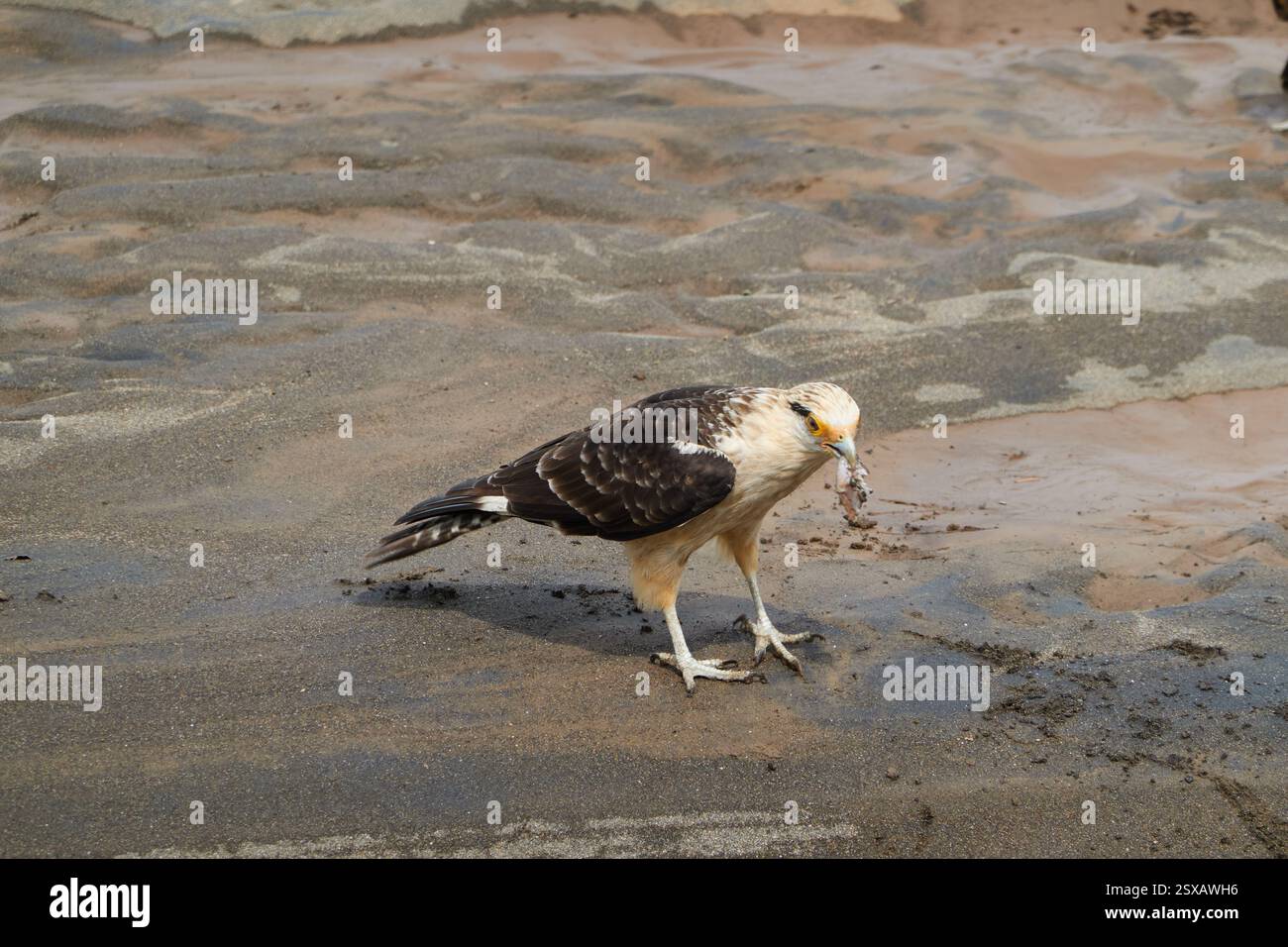 Jaco, Costa Rica - November 21, 2024 - Caracara cheriway bird of prey ...